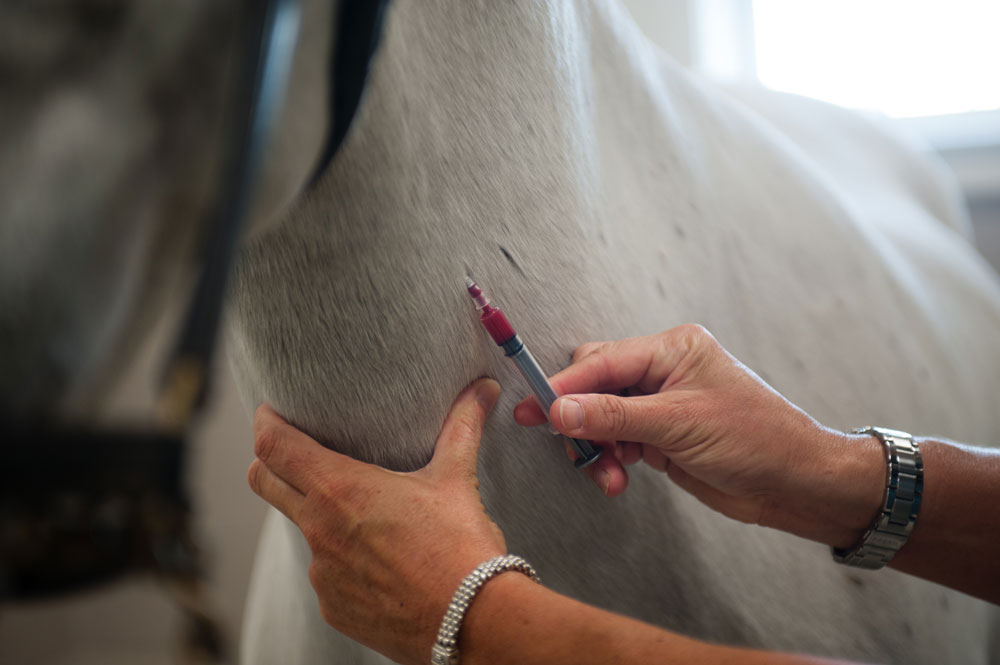 Research on Use of Streptococcus Equi Equi ELISA in Vaccinated Horses ...