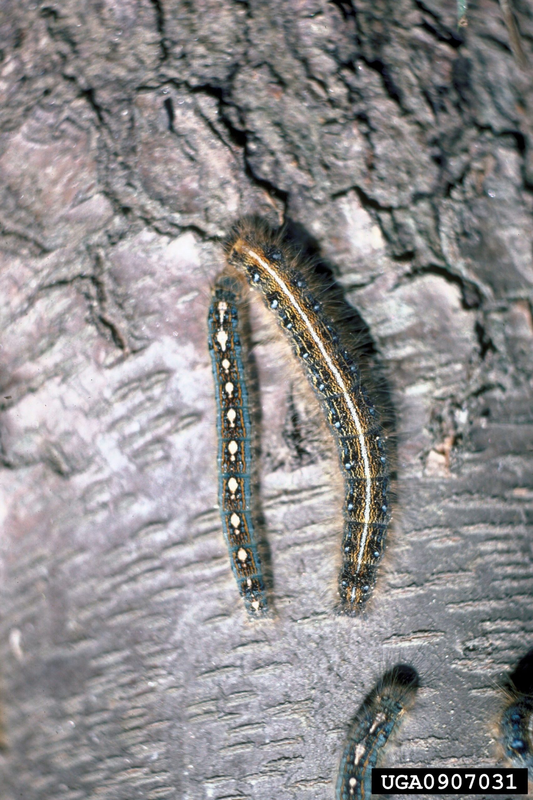 Eastern Tent Caterpillar Egg Hatch Now Underway For Central Kentucky ...