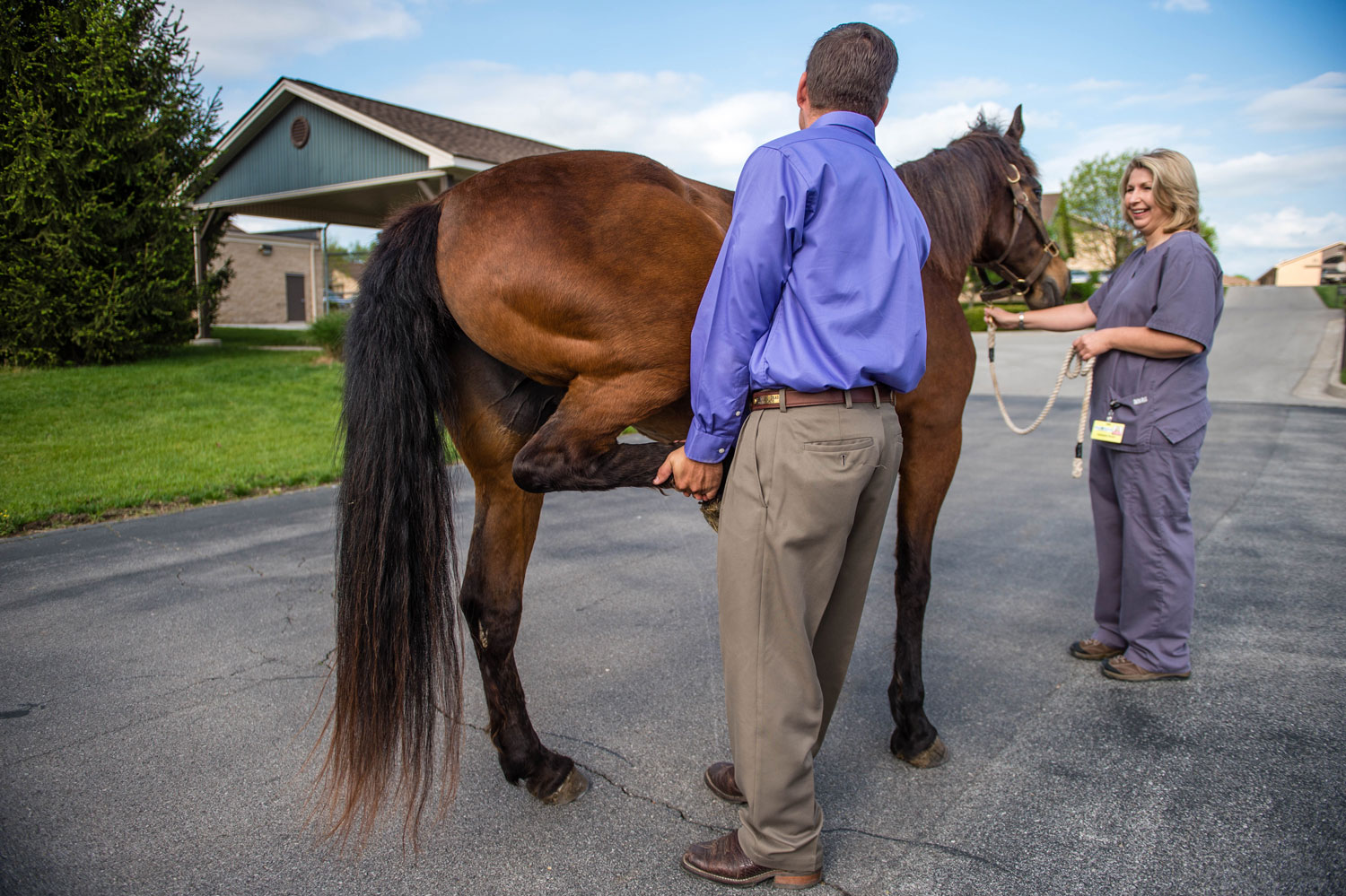Equine Diagnostic Nerve Blocks with Epinephrine Added to Lidocaine ...