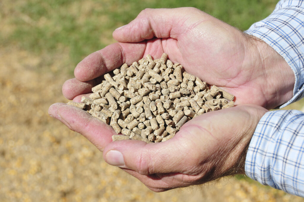 Forage-First Diet for Horses - EquiManagement