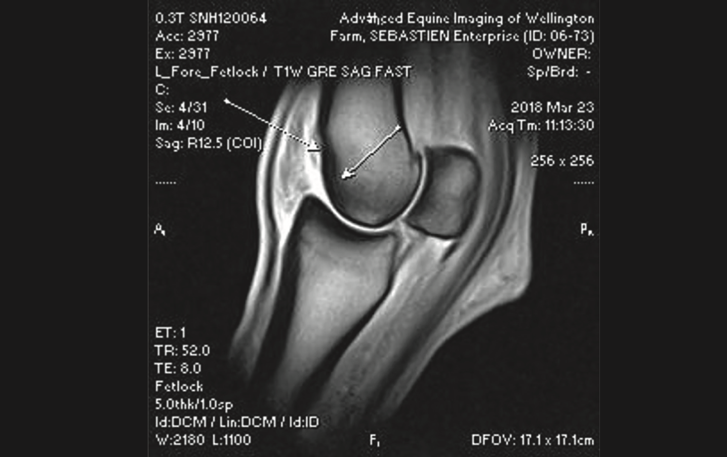 Equine Fetlock DJD - EquiManagement