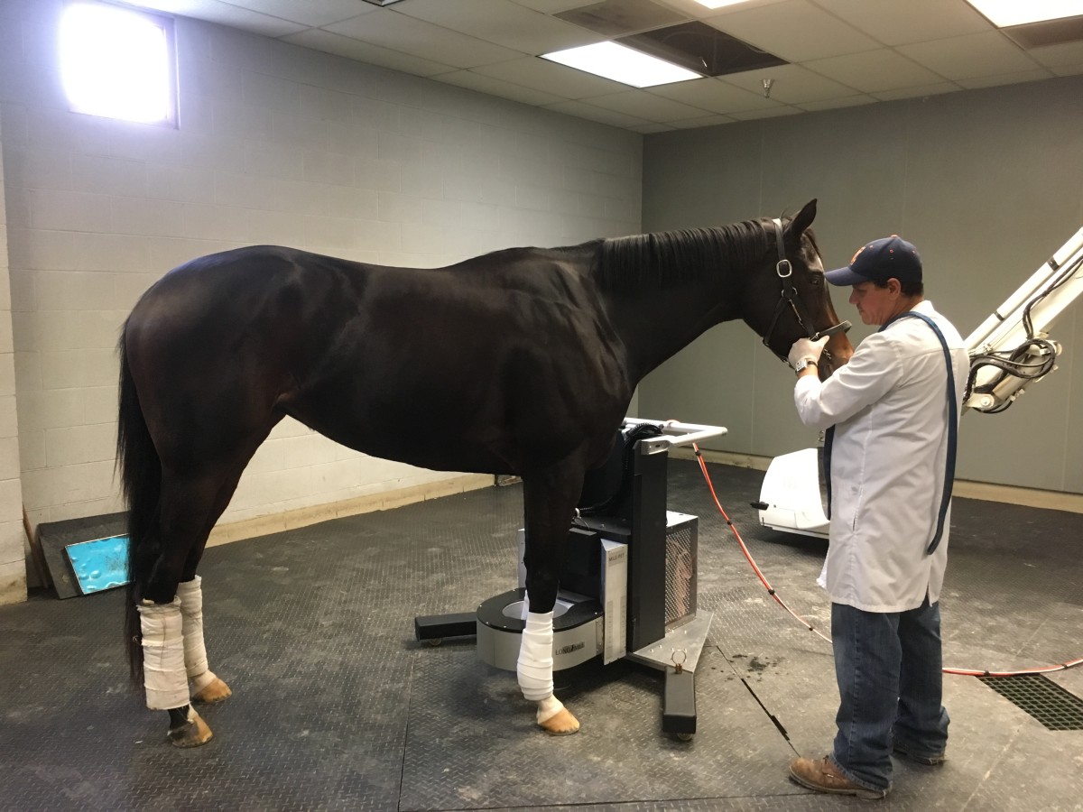 Equine PET Scanner Making Big Strides at Santa Anita Park - EquiManagement